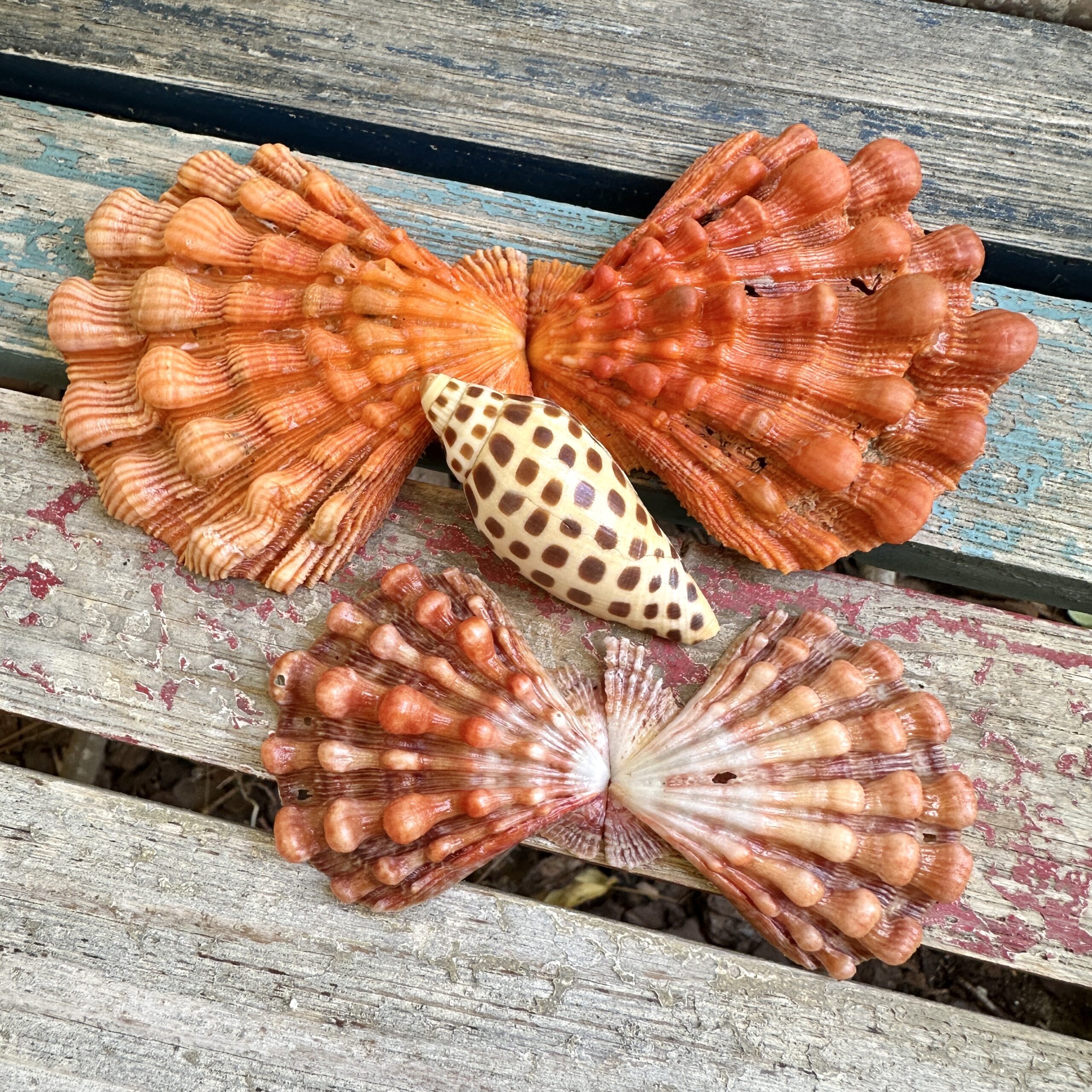 About - Shelling Florida