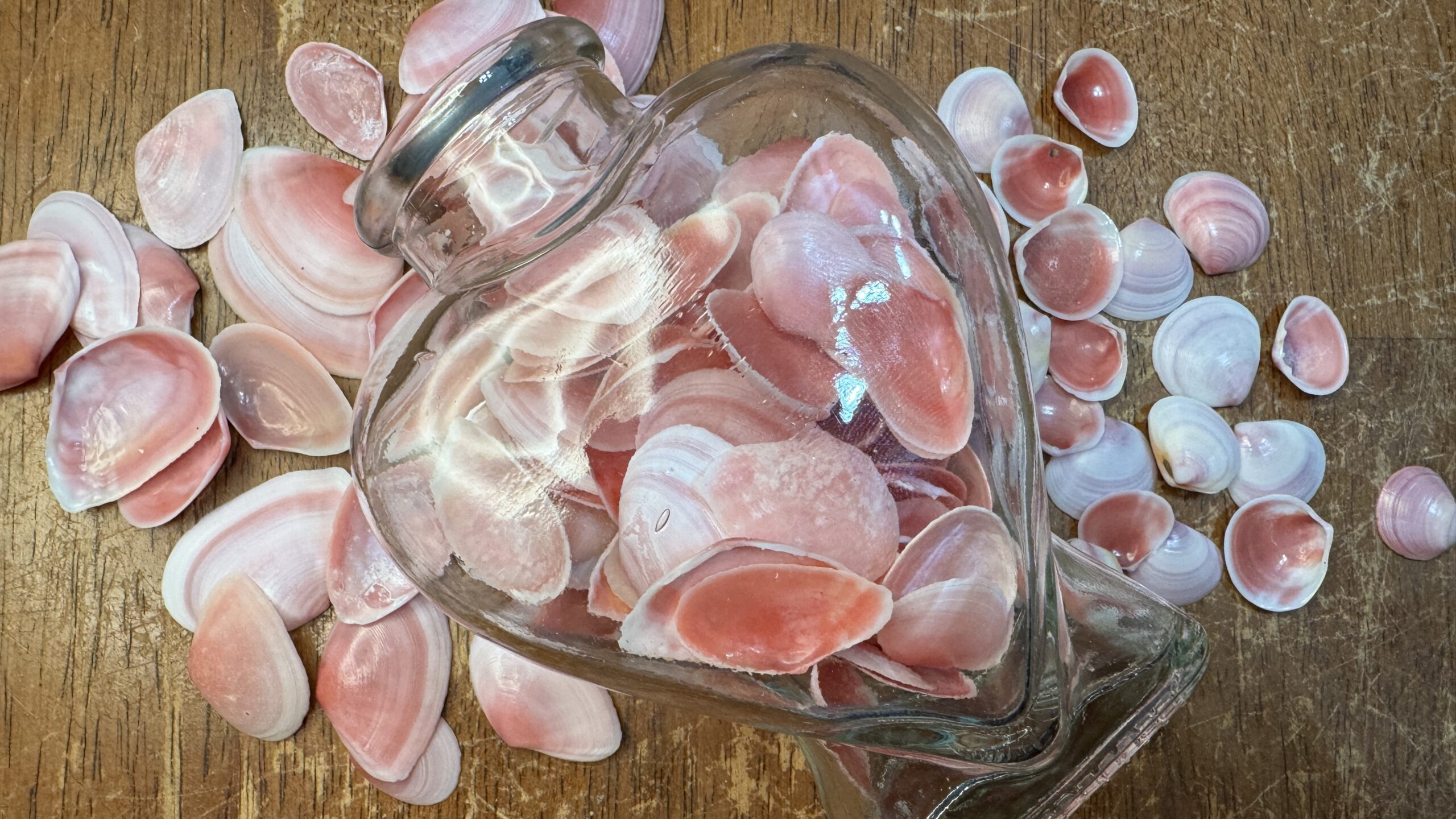 Rose Petal Tellins vs. Large Strigilla (Tellin) - updated - Shelling ...